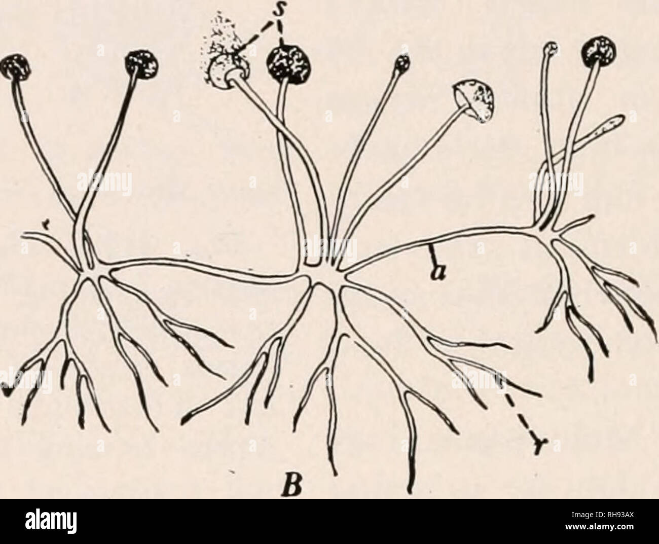 Rhizopus Mycelium Zygospores