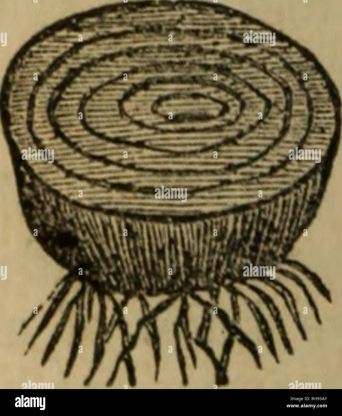 Cormus hi-res stock photography and images - Alamy