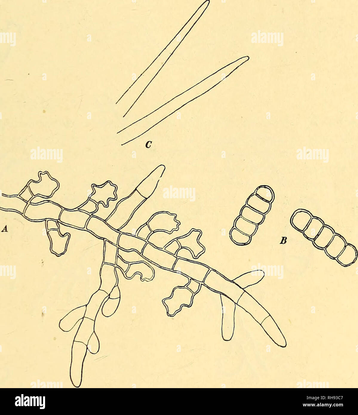 Mycelium network hi-res stock photography and images - Alamy