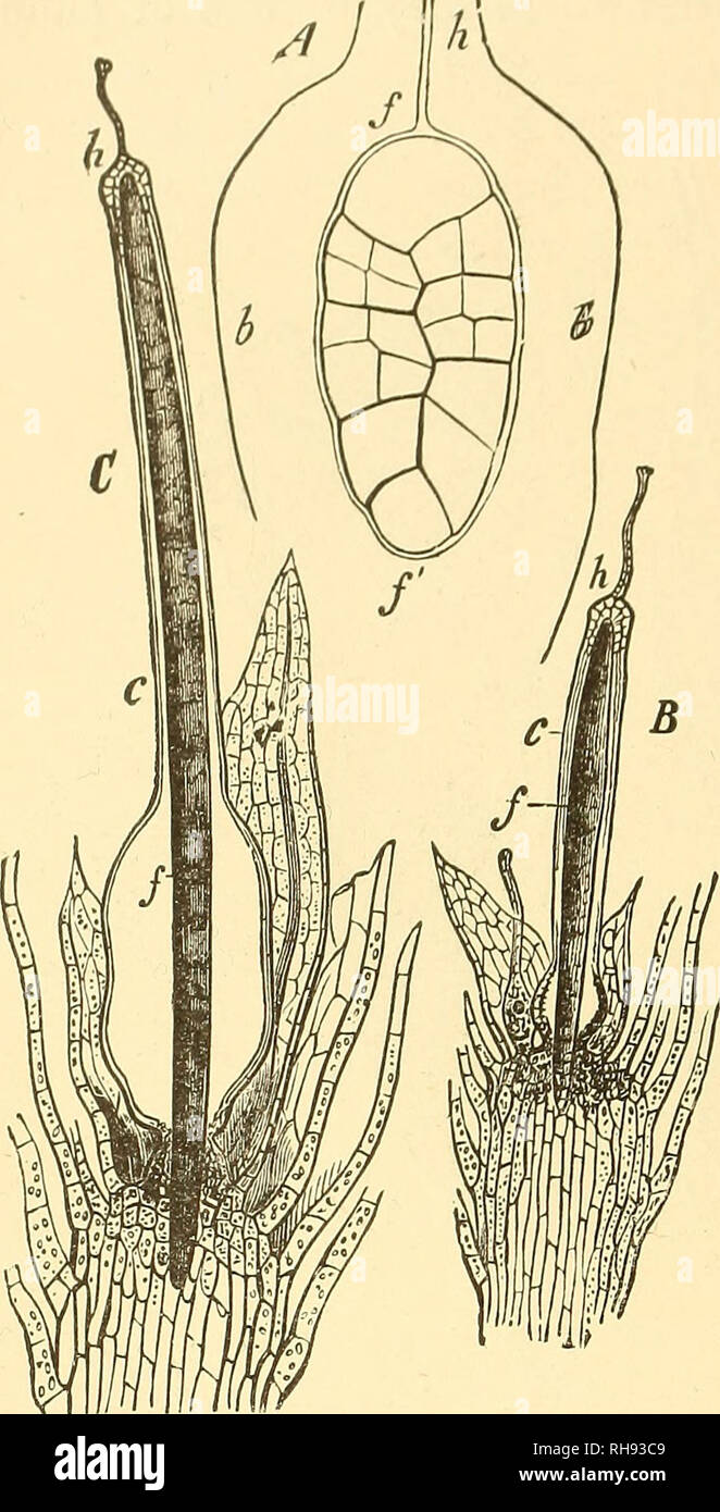 Basal cells layers hi-res stock photography and images - Alamy