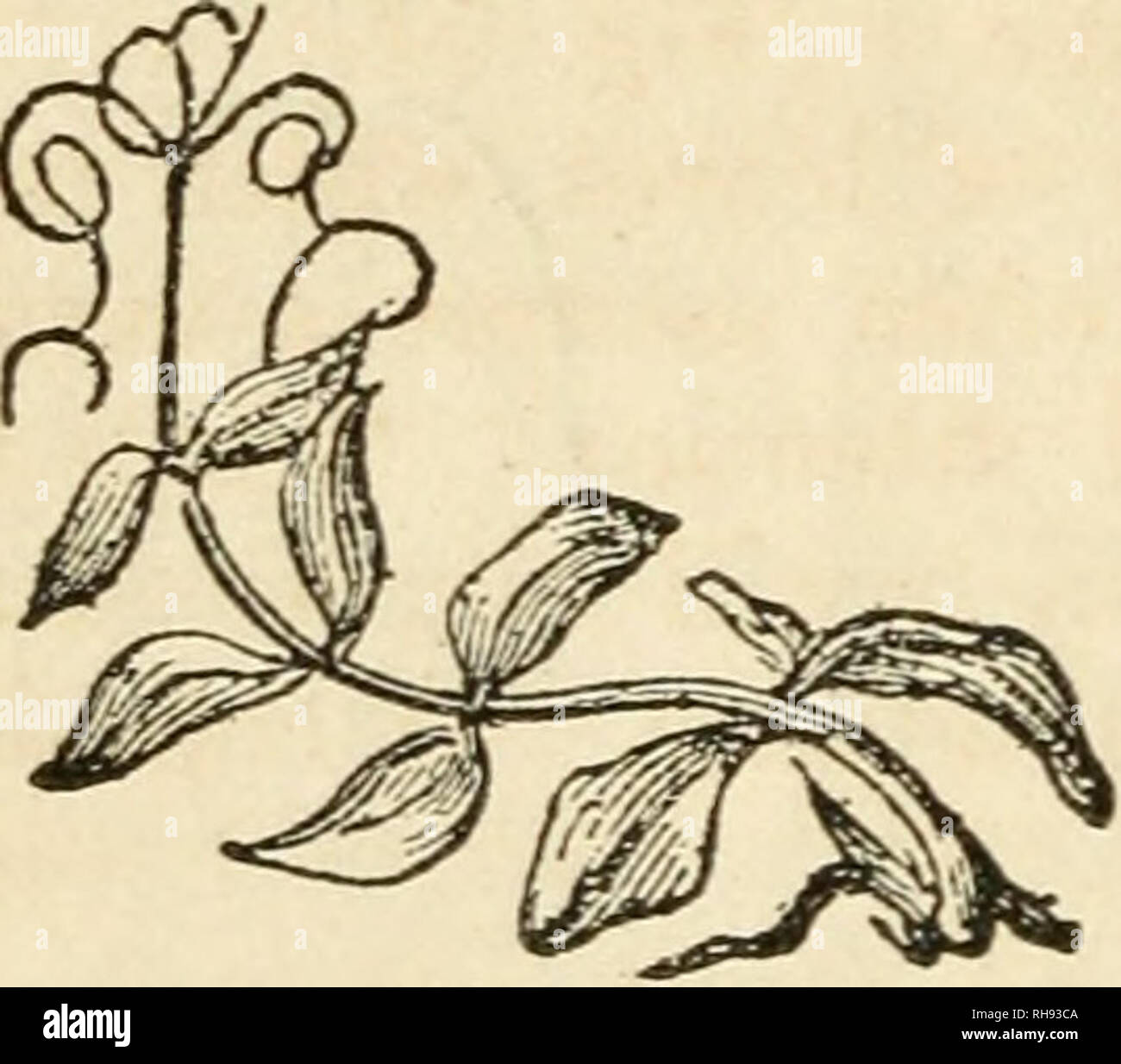 Divi divi leaf hi-res stock photography and images - Alamy