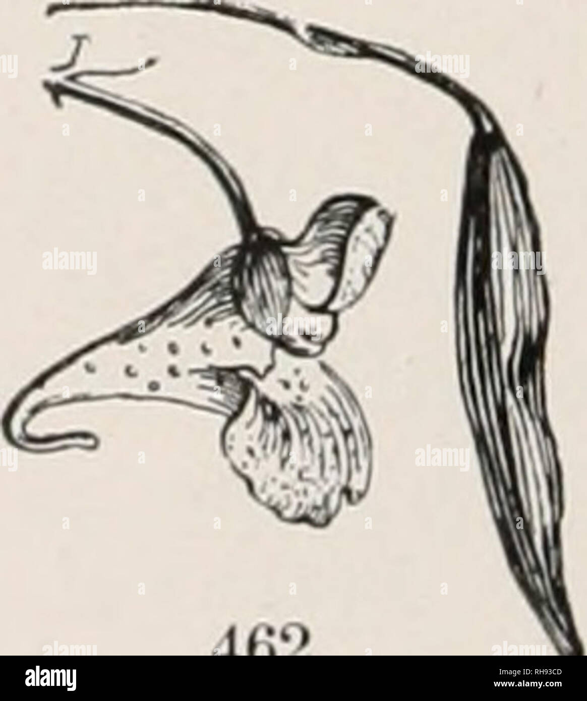 Double umbel hi-res stock photography and images - Alamy