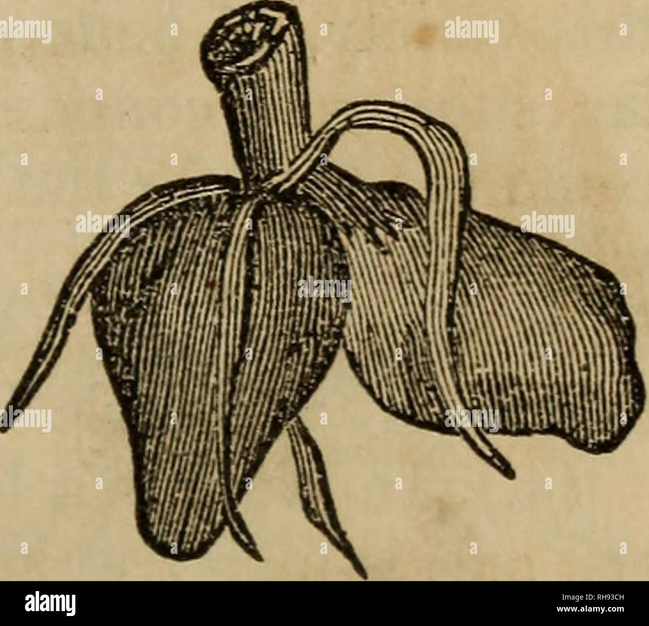 Napiform Root Stock Photos & Napiform Root Stock Images - Alamy