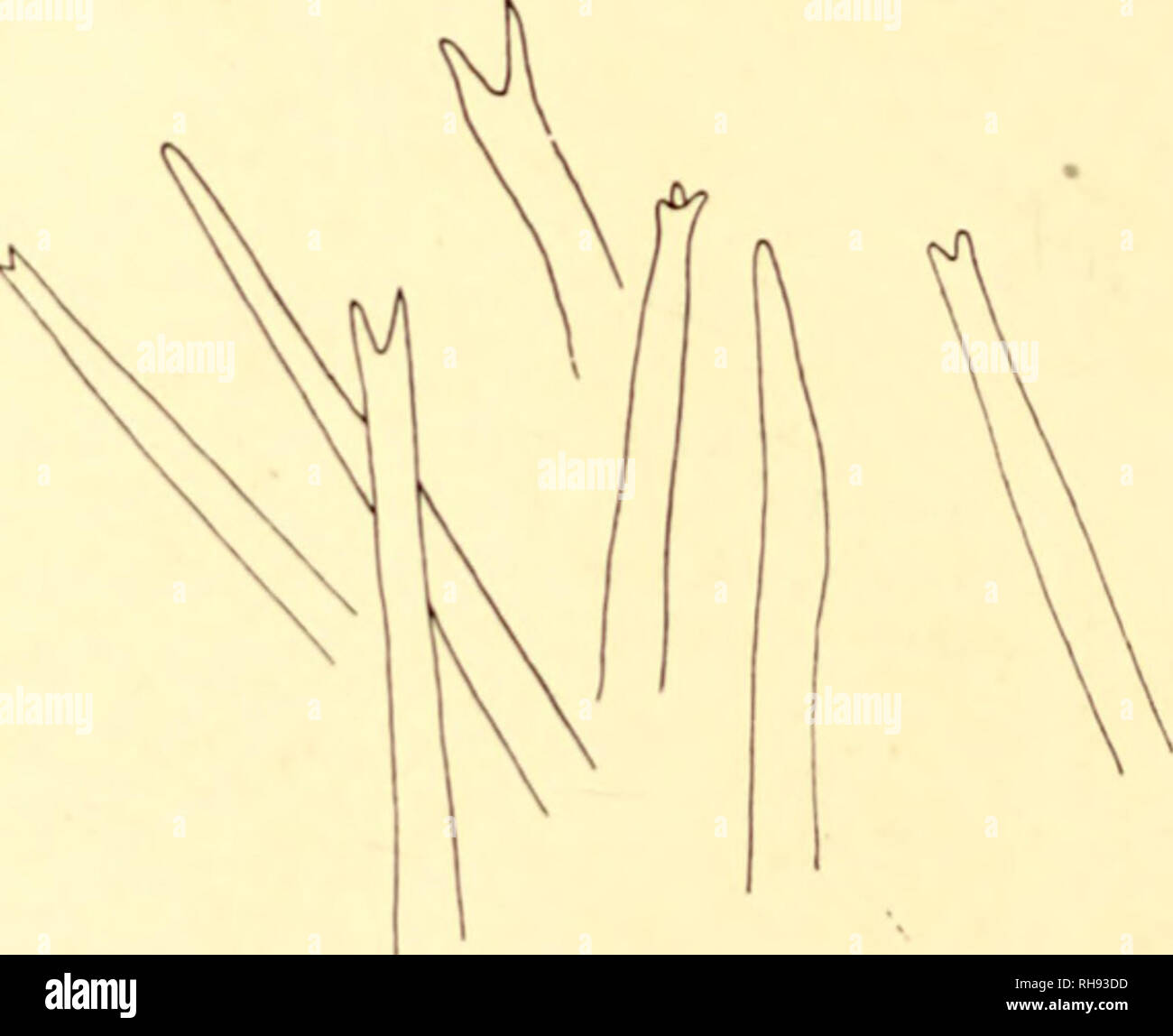 Mycelium network hi-res stock photography and images - Alamy