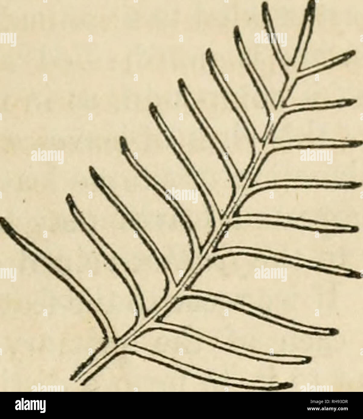 . Botany of the southern states. In two parts. Part I. Structural and ...