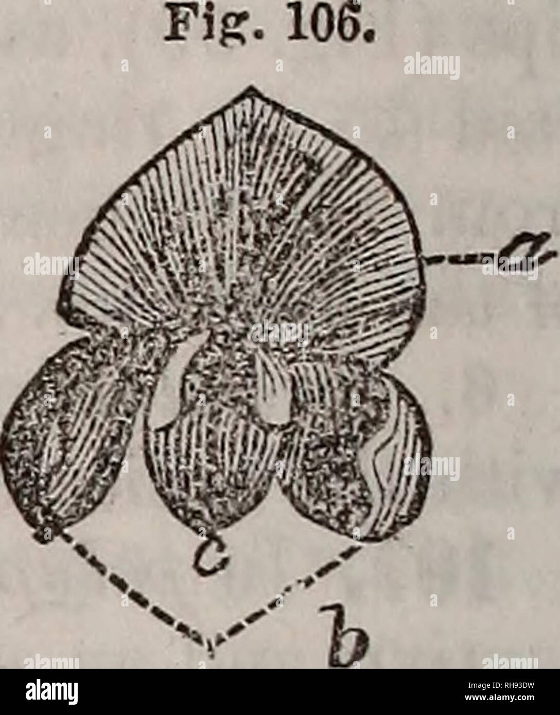 Legumino sae hi-res stock photography and images - Alamy