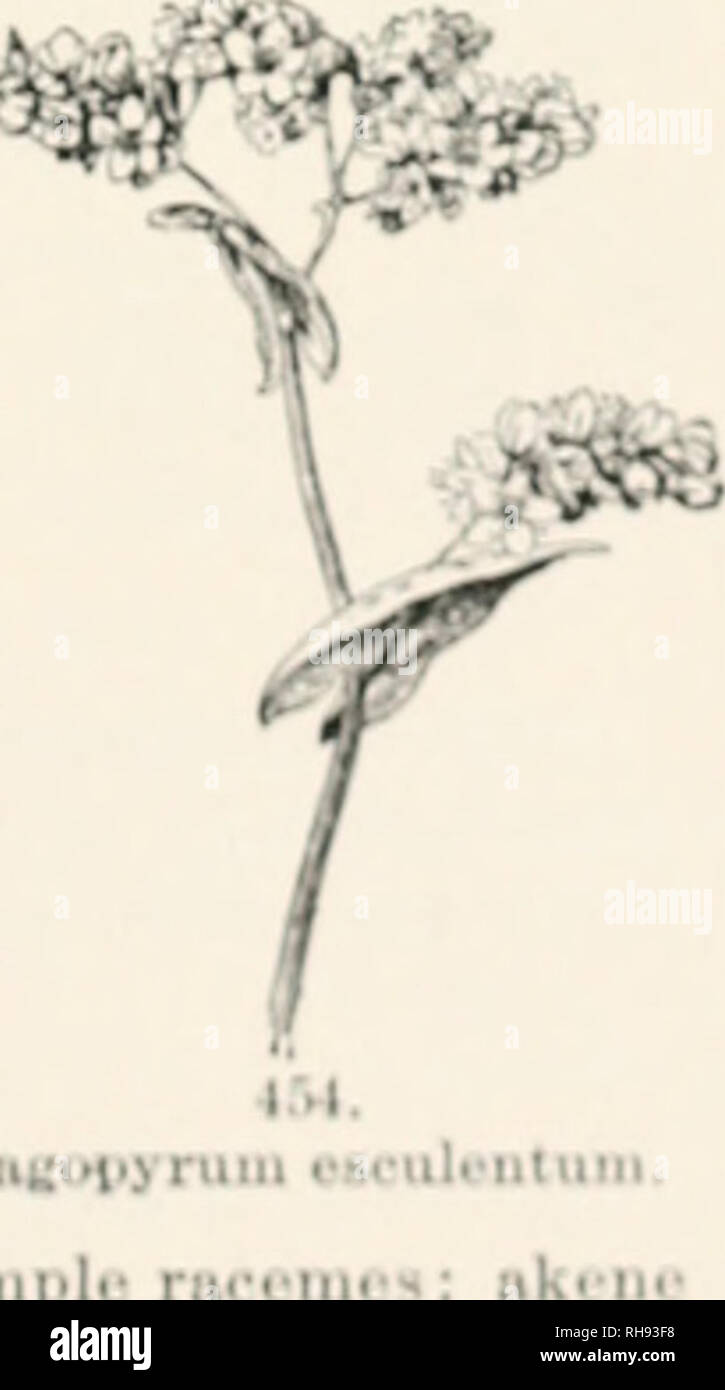 Panicle like clusters hi-res stock photography and images - Alamy