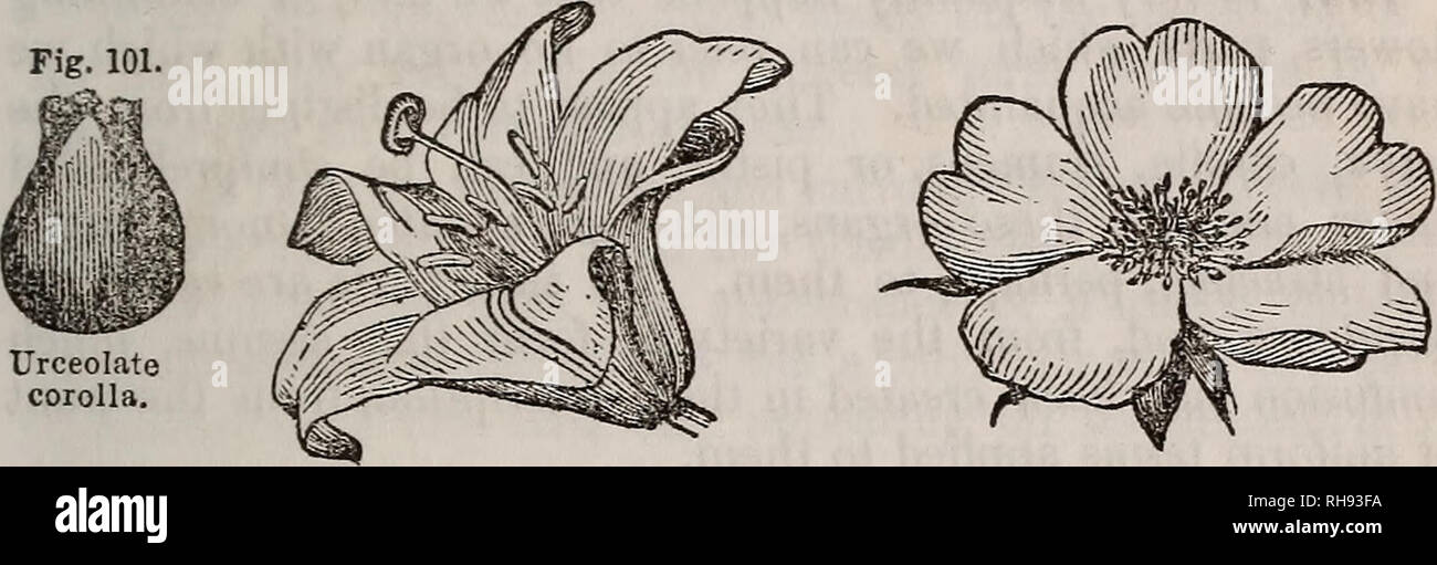 . Botany of the southern states. In two parts. Botany. COROLLA. 65 lips ...