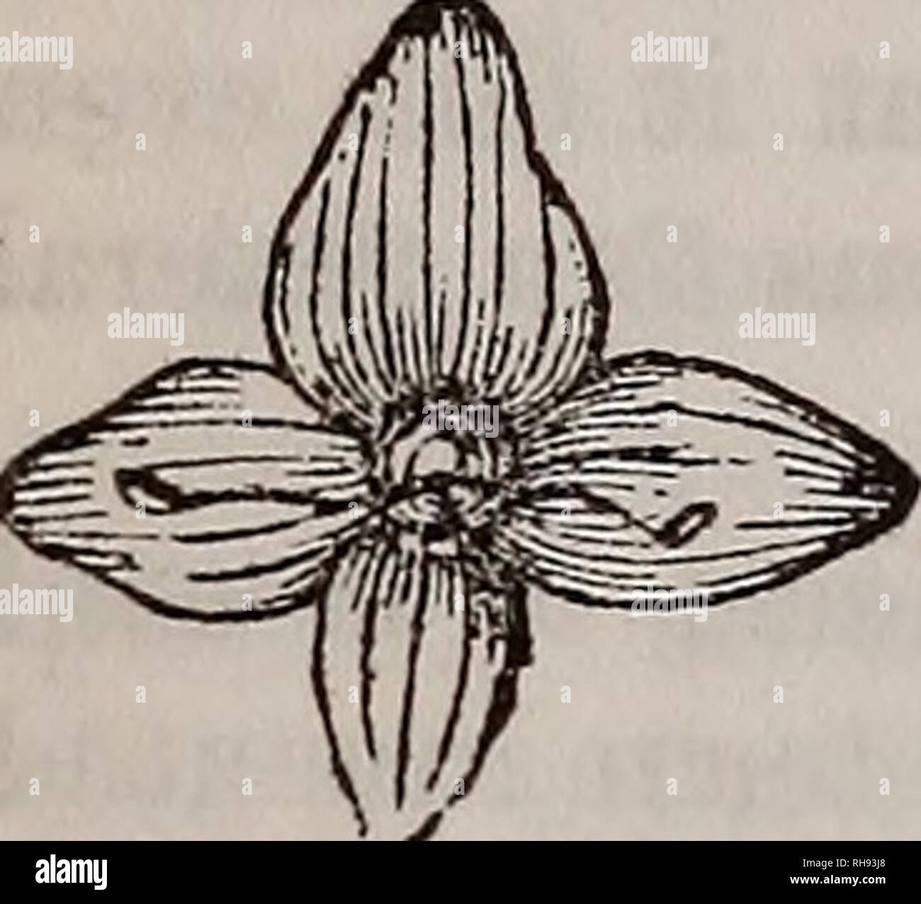 Polypetalous High Resolution Stock Photography and Images - Alamy