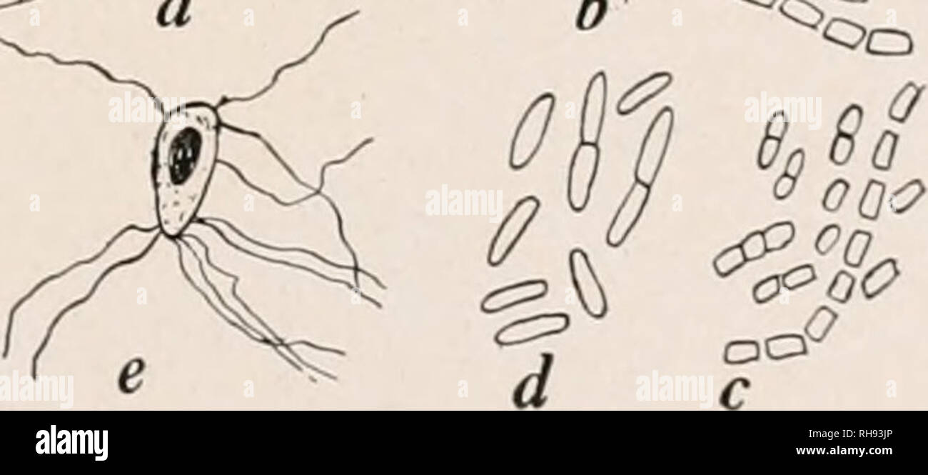 Plantae Bacteria