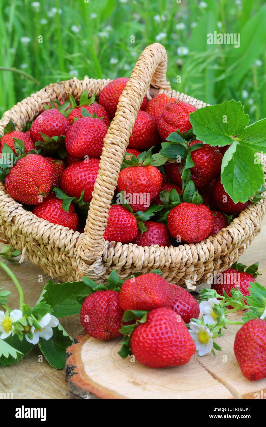 Strawberries in country kitchen hi-res stock photography and images - Alamy