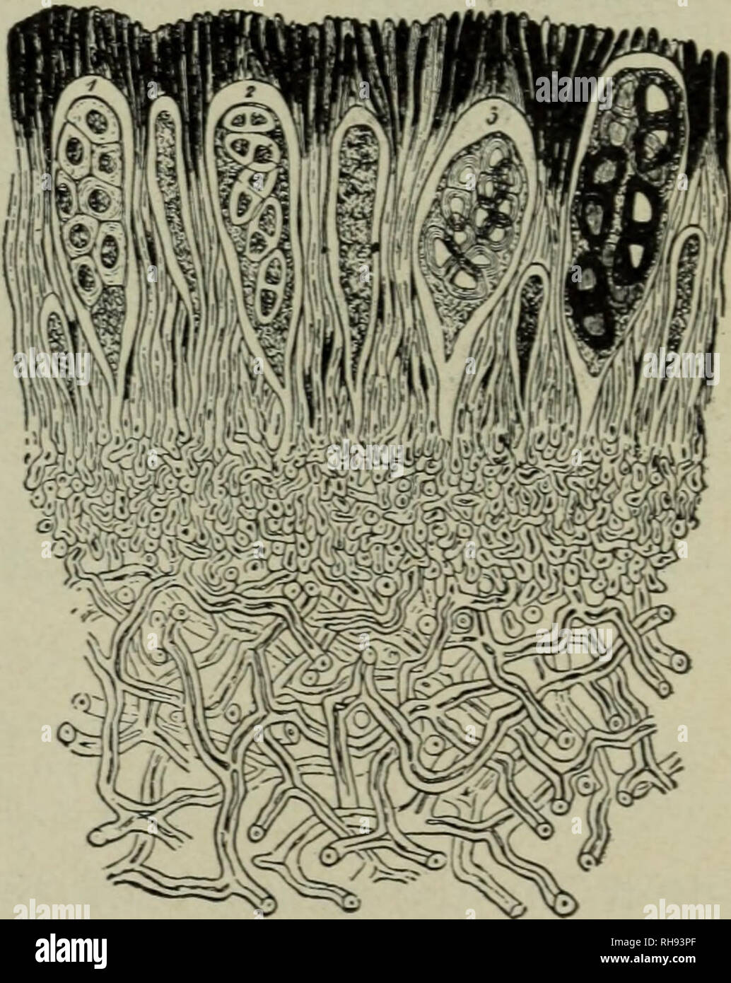 physcia thallus under microscope