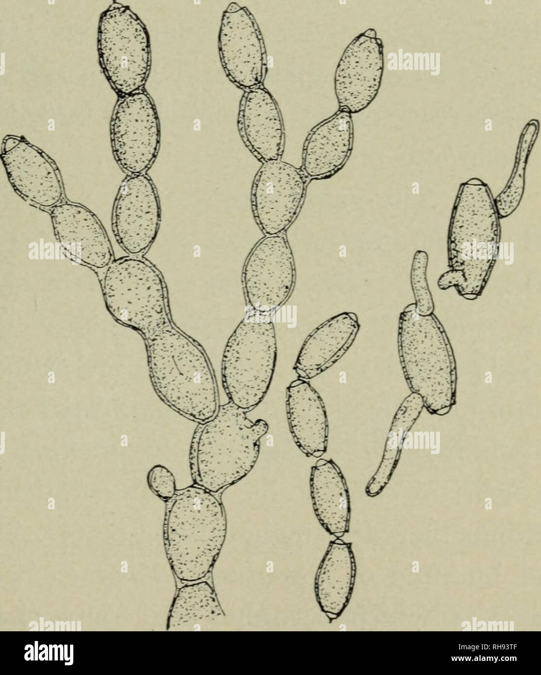 Monilia Fructigena Stock Photos & Monilia Fructigena Stock Images - Alamy