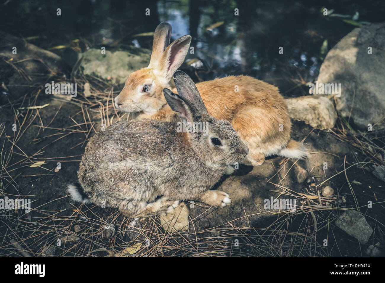 Grey rabbits hi-res stock photography and images - Alamy