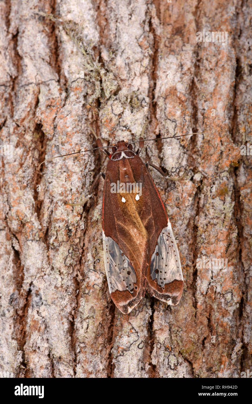 Costa Rica Moth (Bertholdia albipuncta) resting on tree trunk ...