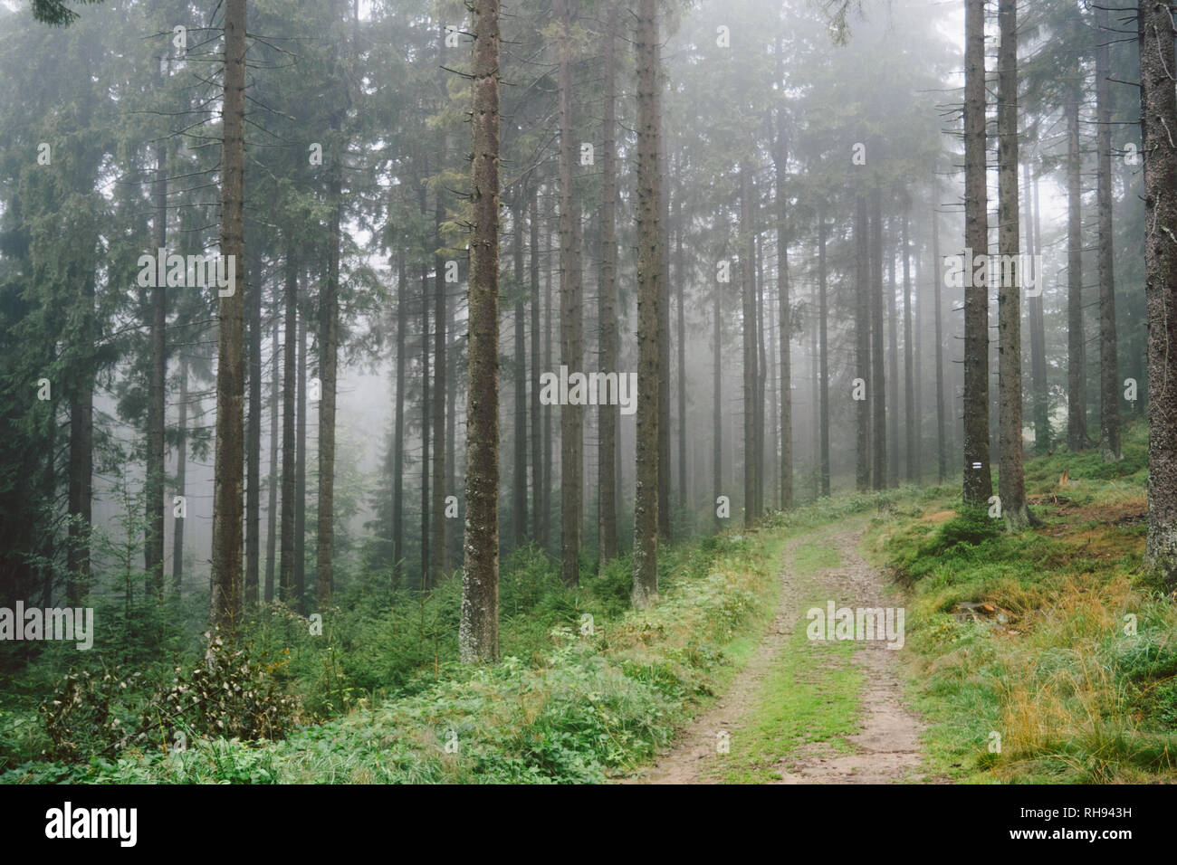 A green forest on a very foggy day Stock Photo - Alamy