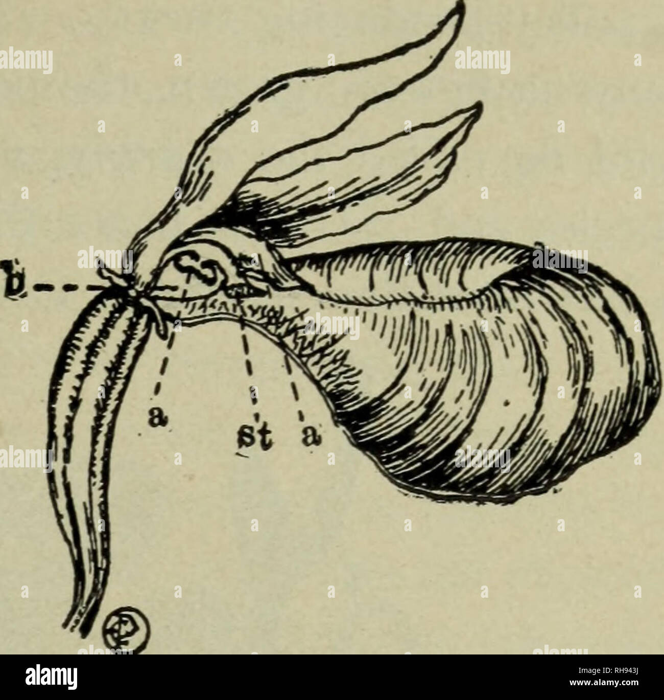 . Botany for high schools. Botany. this. One species of the lady-shpper ...