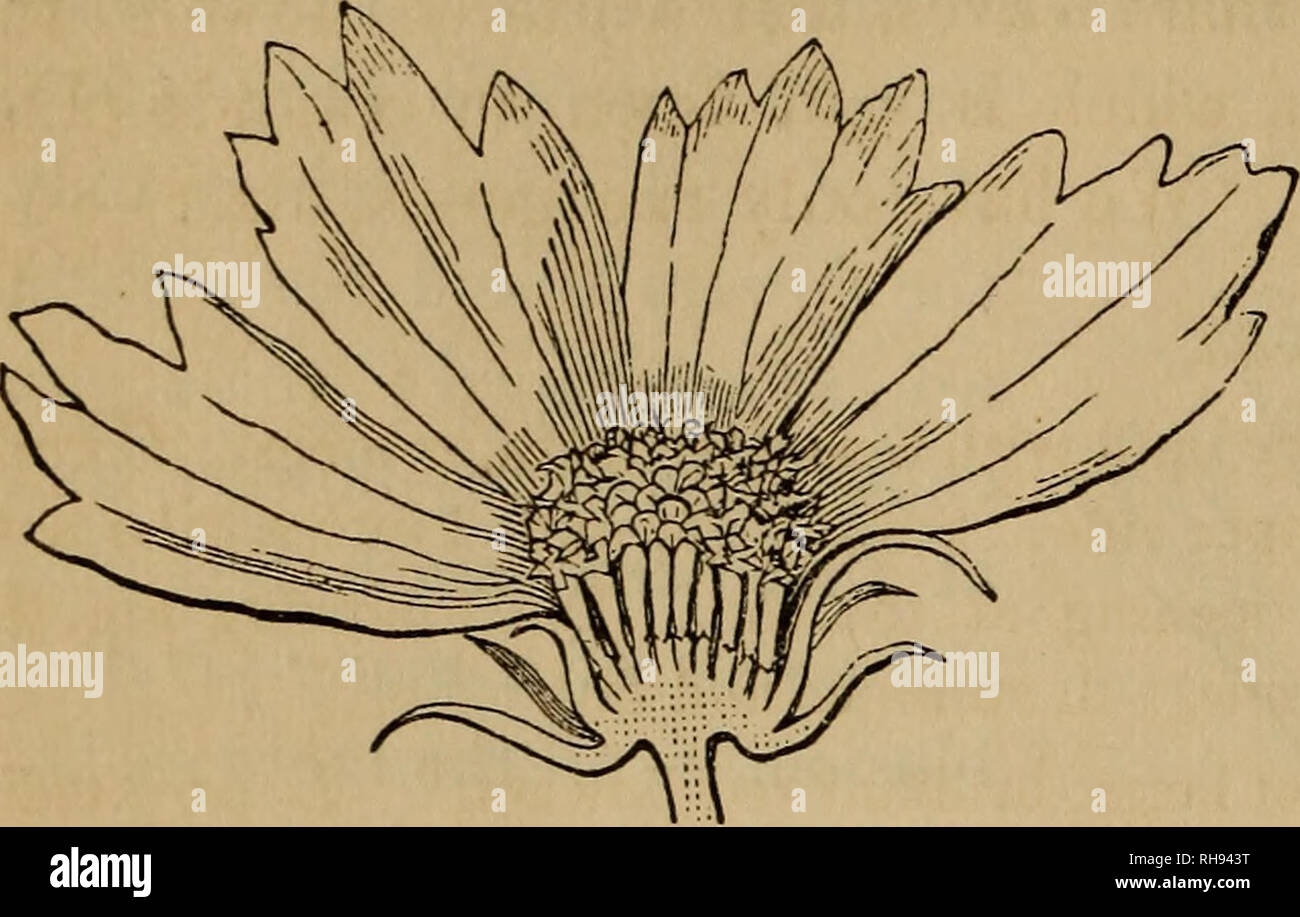 Common name dandelion hi-res stock photography and images - Alamy