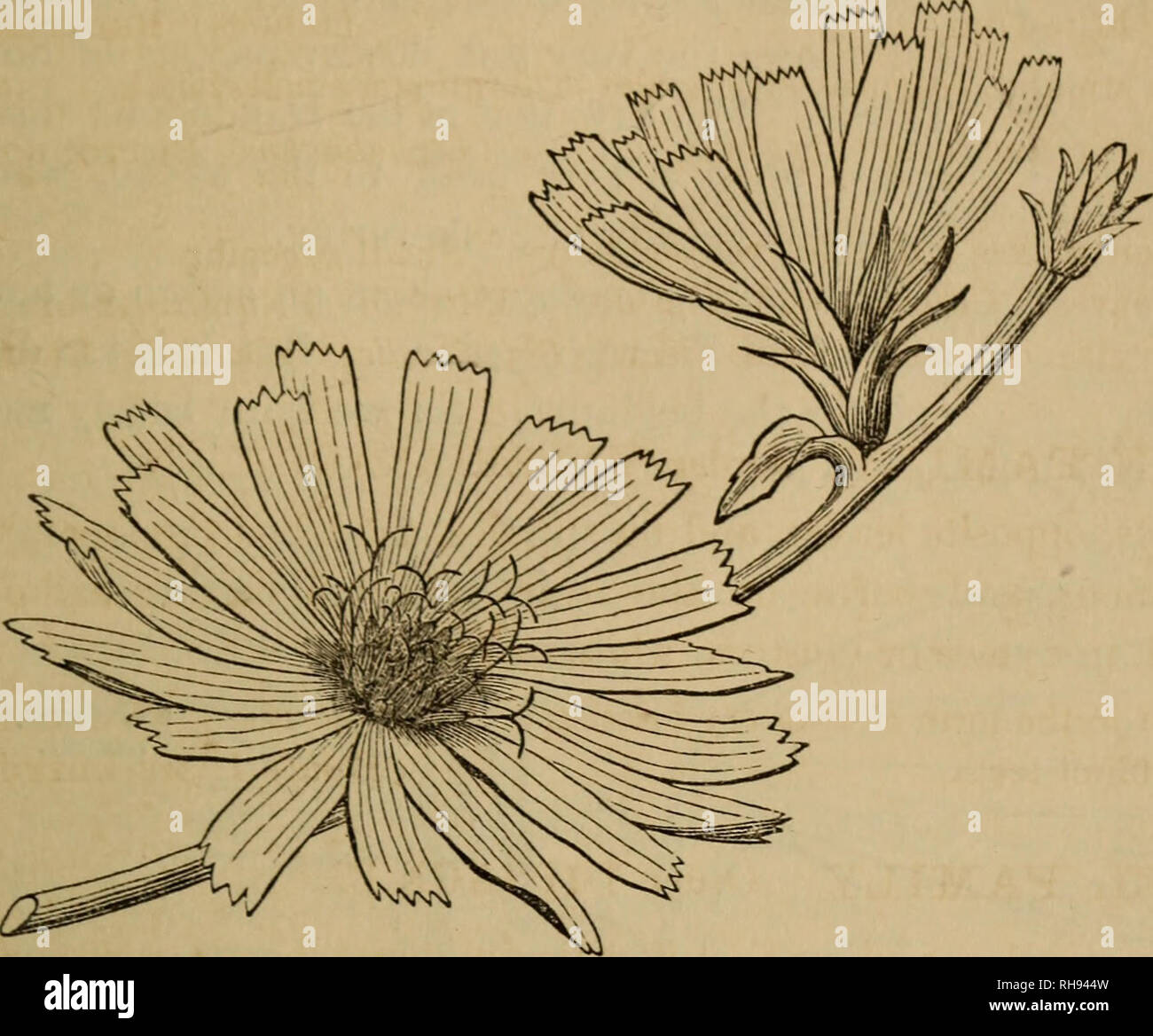 Many petalled hi-res stock photography and images - Alamy