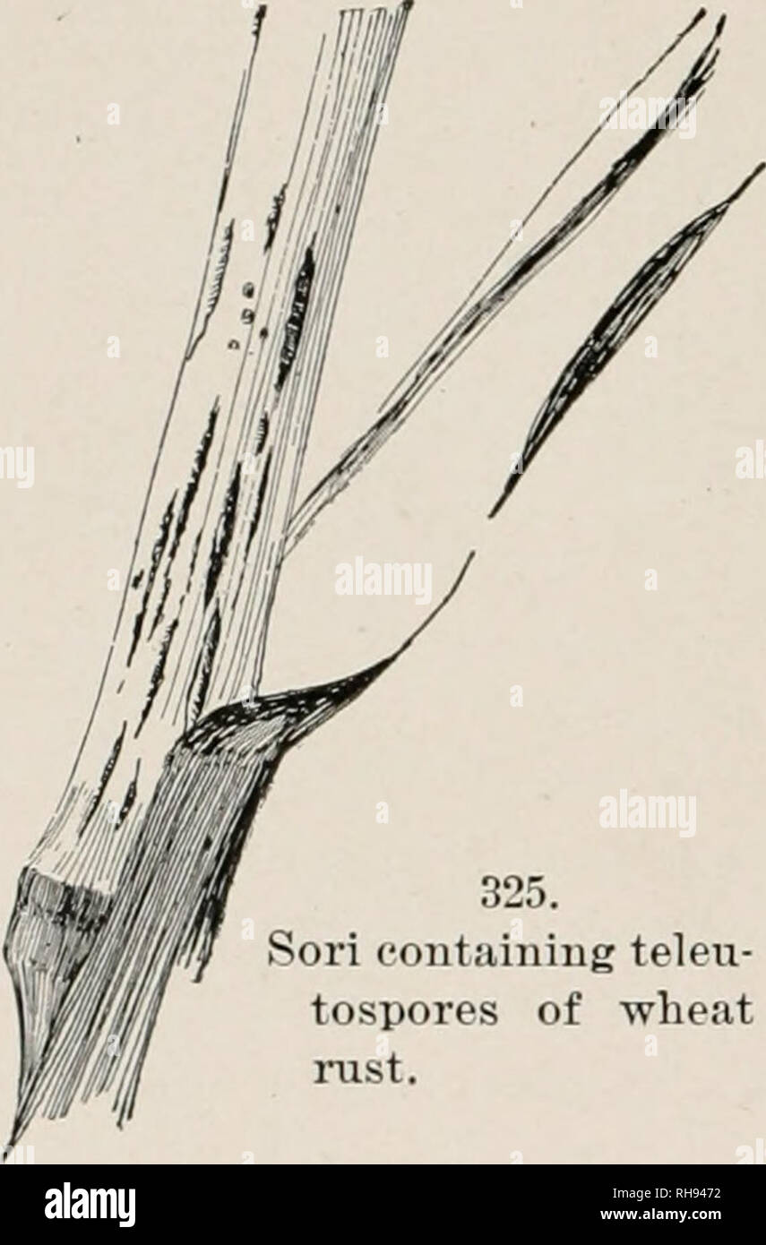 . Botany, an elementary text for schools. Botany. 184 STUDIES IN ...