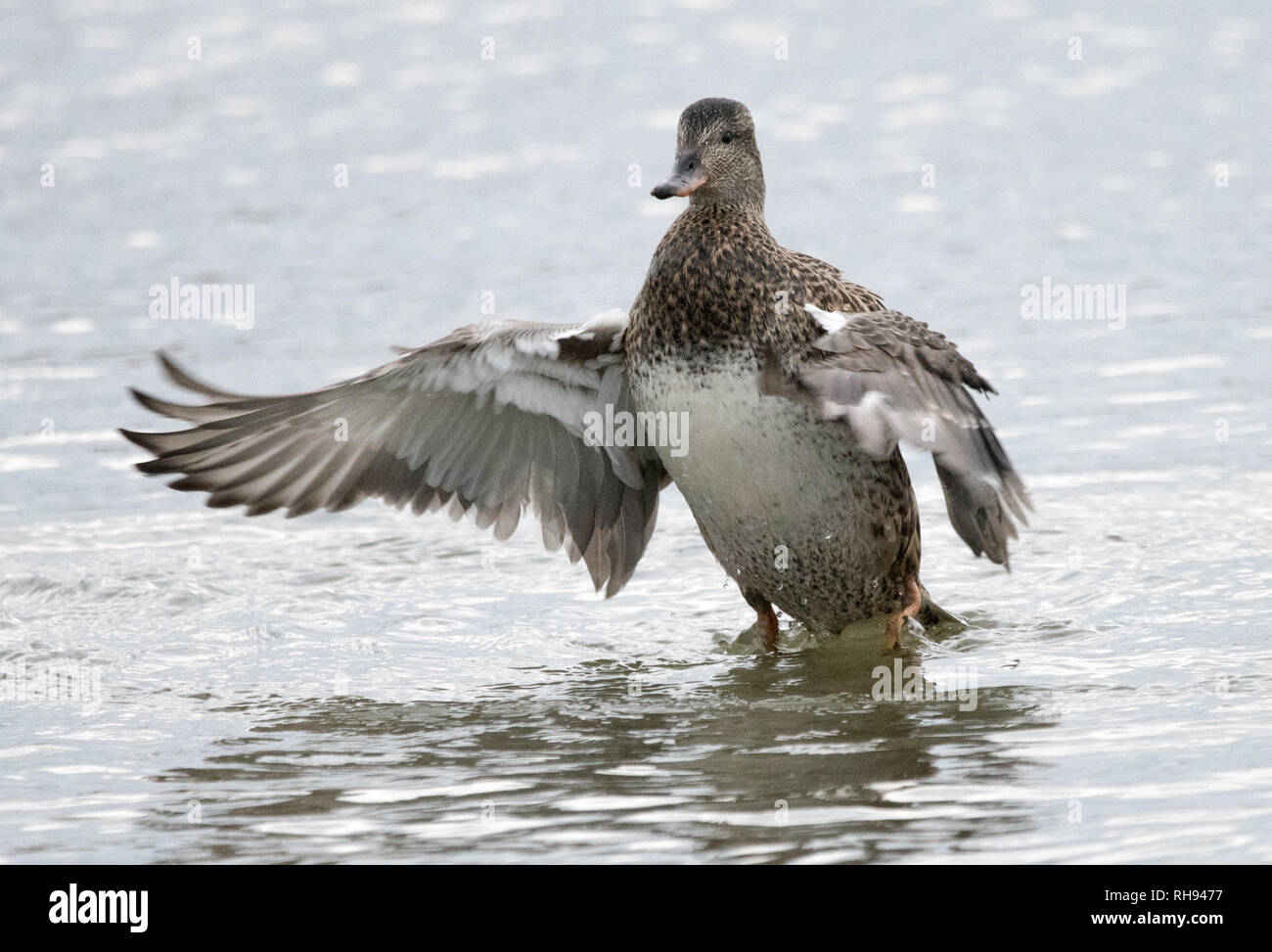 Female Teal duck (Anas crecca Stock Photo - Alamy