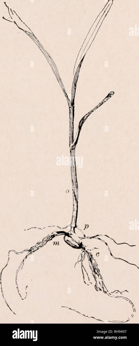 Epicotyl hi-res stock photography and images - Alamy