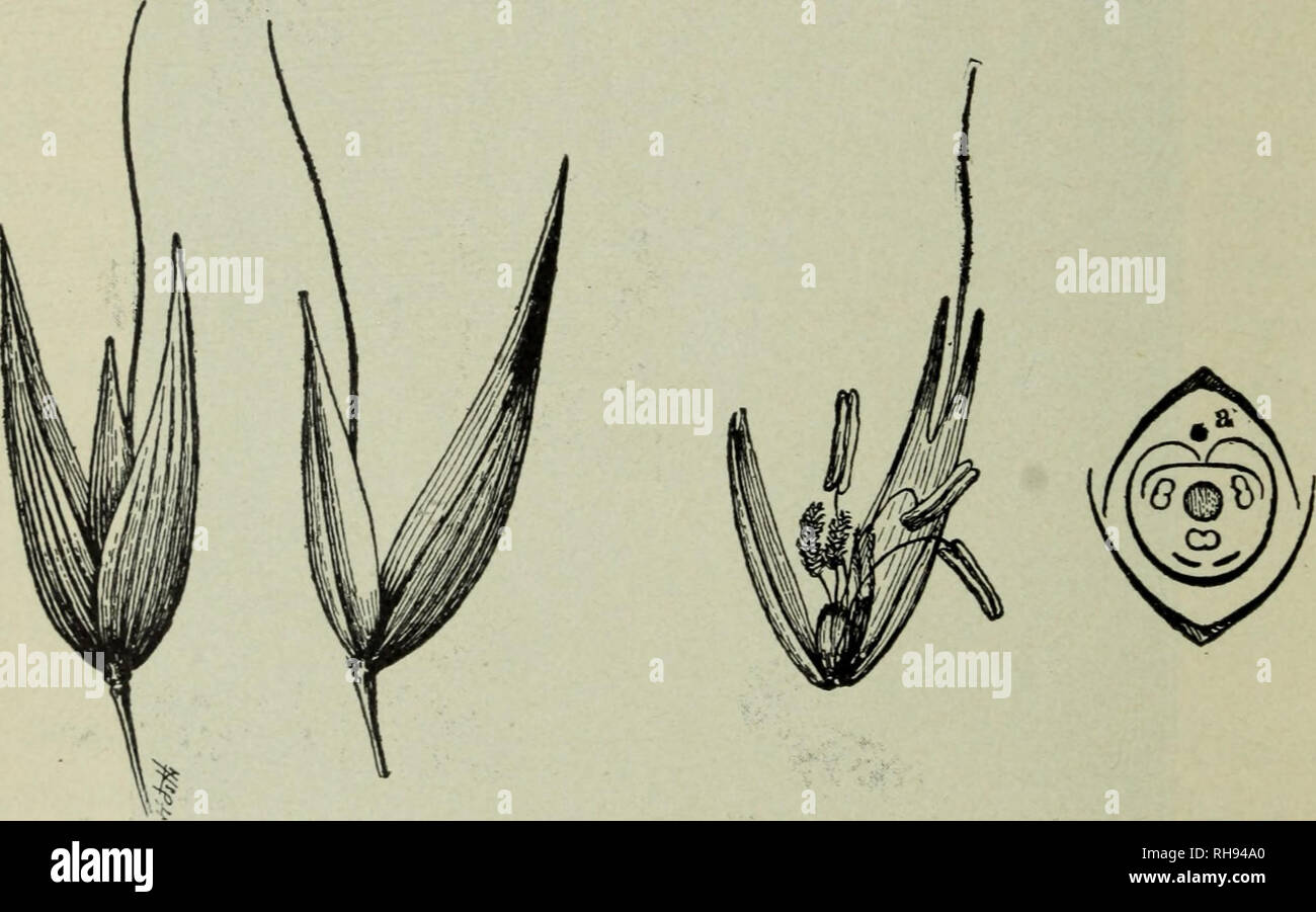 . Botany for high schools. Botany. GROWTH AND WORK OF PLANTS flowering ...