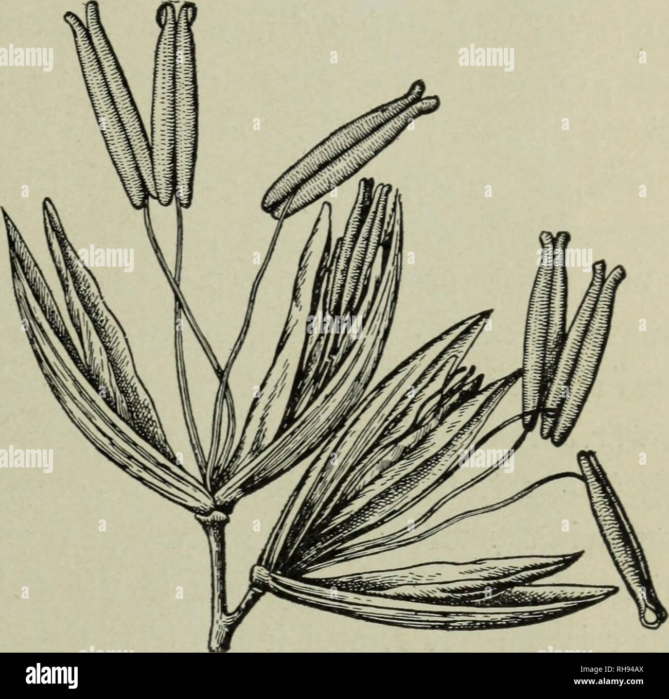 Sterile spikelet hi-res stock photography and images - Alamy