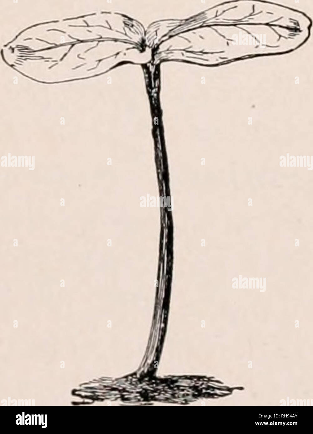 . Botany; an elementary text for schools. Plants. 288. Germination of ...