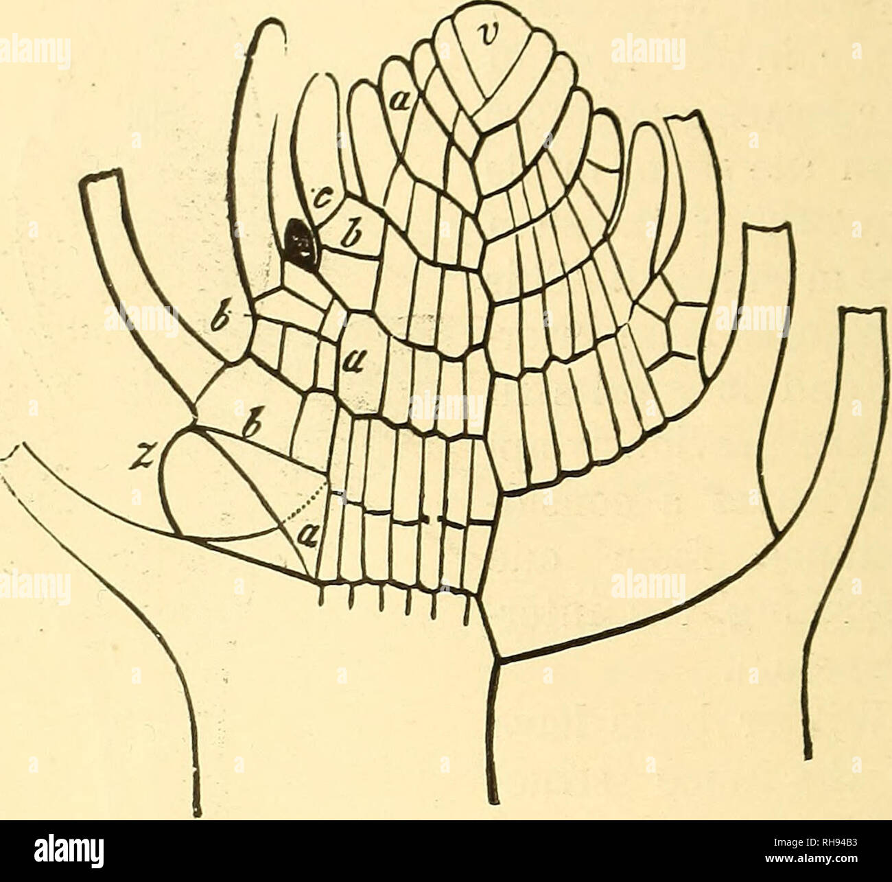 Basal leave hi-res stock photography and images - Alamy