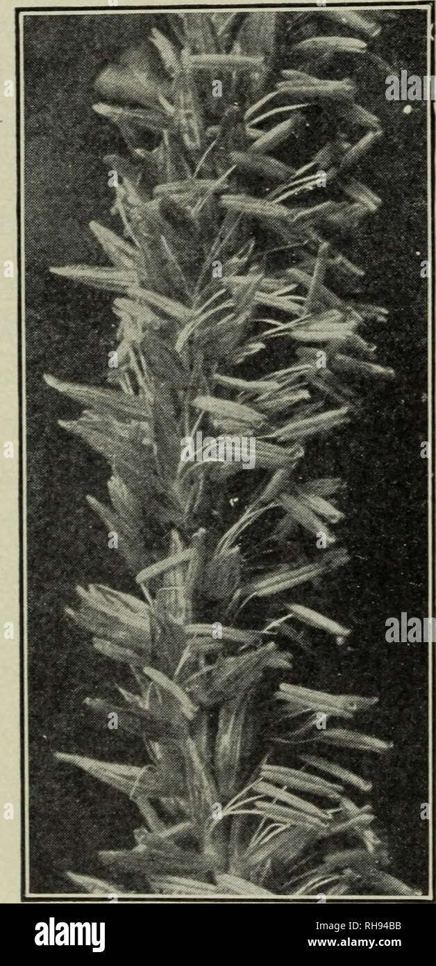 . Botany for high schools. Botany. CHAPTER XVII. FLOWERS, THEIR ...