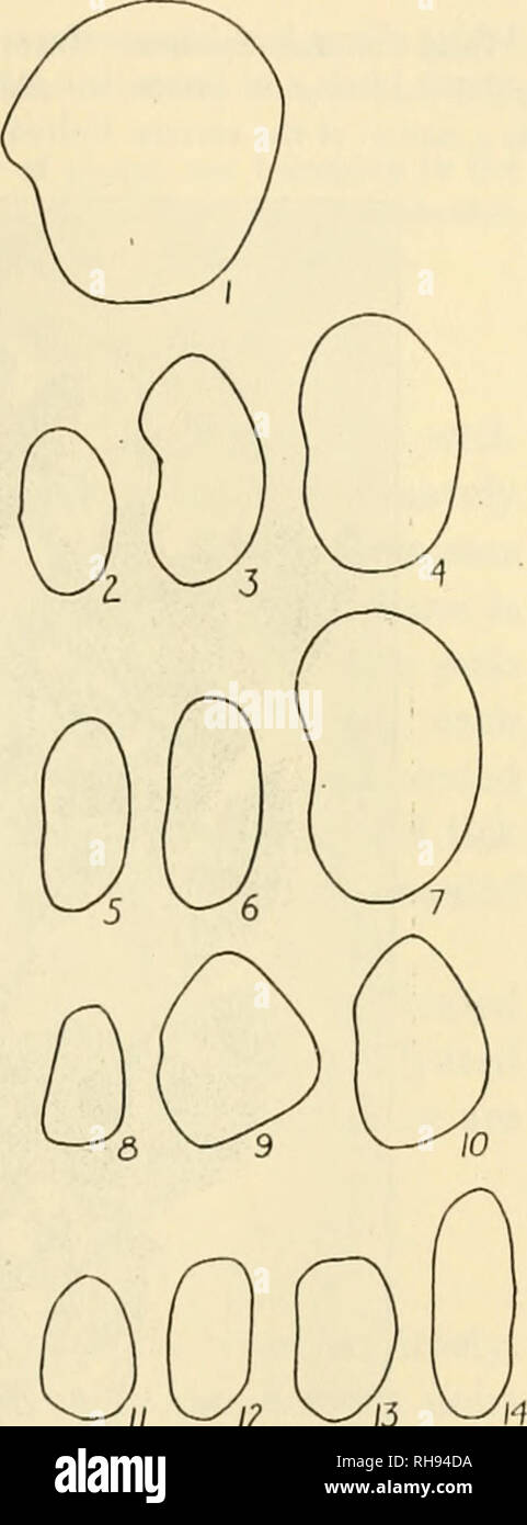 Sessile ovules hi-res stock photography and images - Alamy