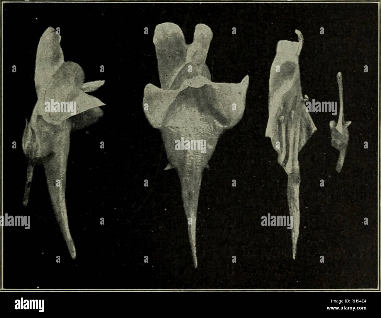 3 orange sepals hi-res stock photography and images - Alamy