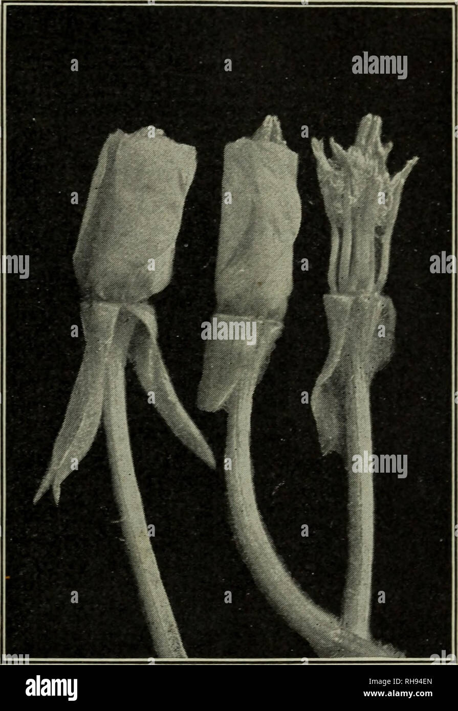 Stigmatic surface hi-res stock photography and images - Alamy