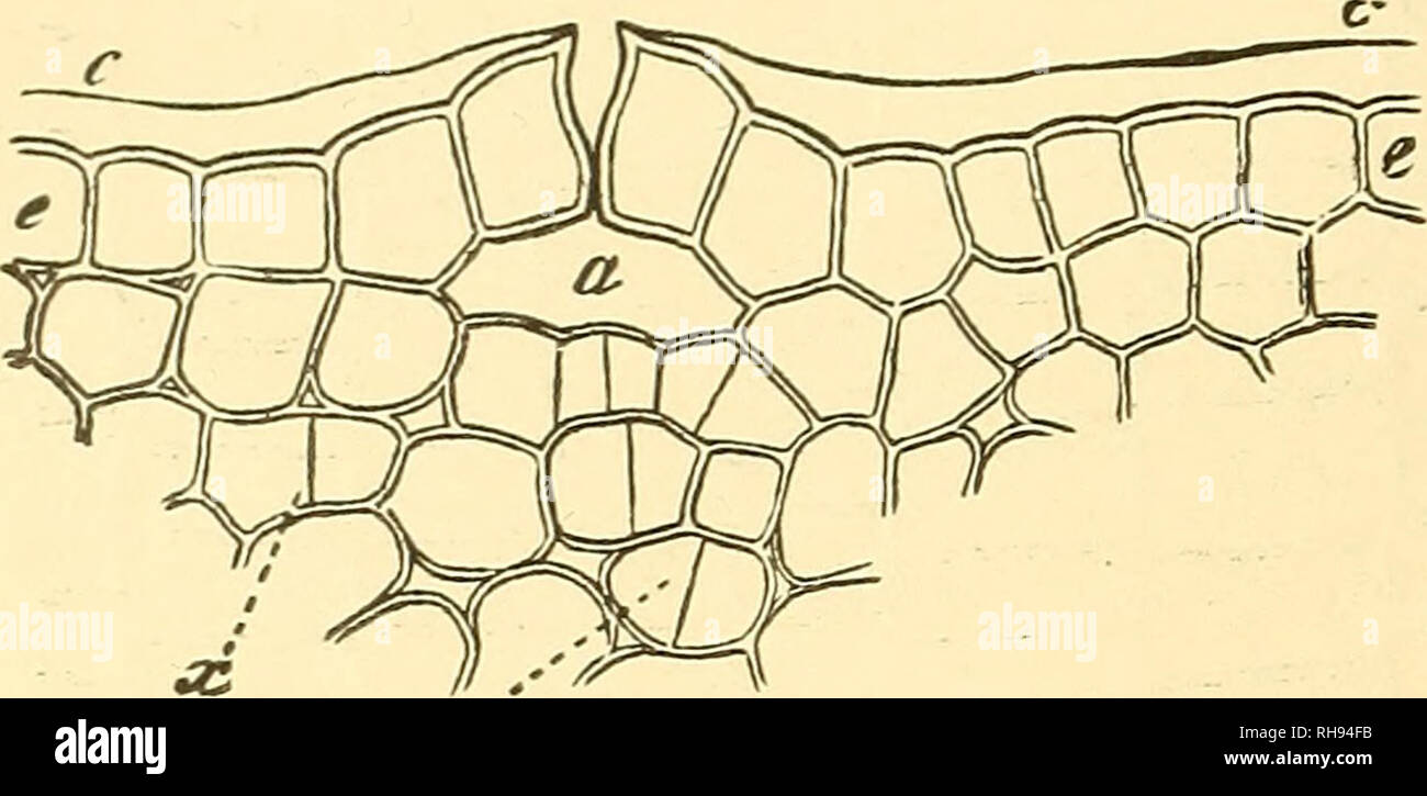 Cork Cell Under Microscope