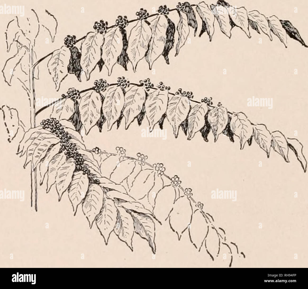 Corymbose raceme hi-res stock photography and images - Alamy