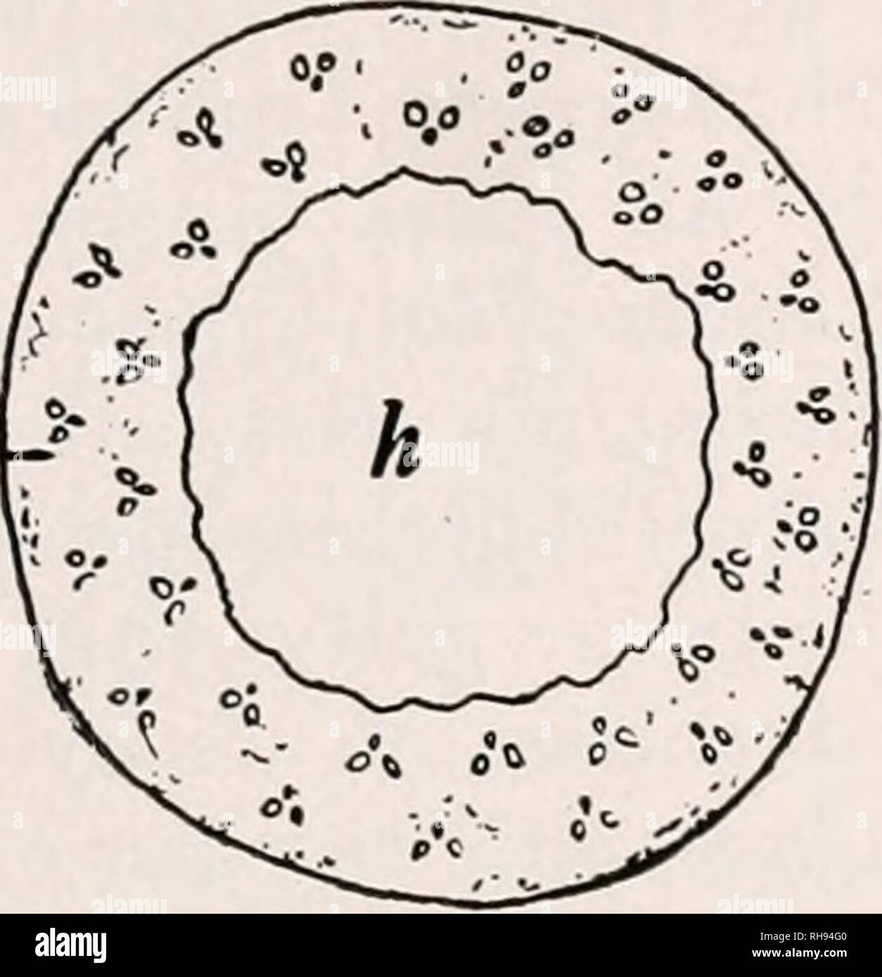 . Botany for agricultural students. Plants. STRUCTURE OF ...