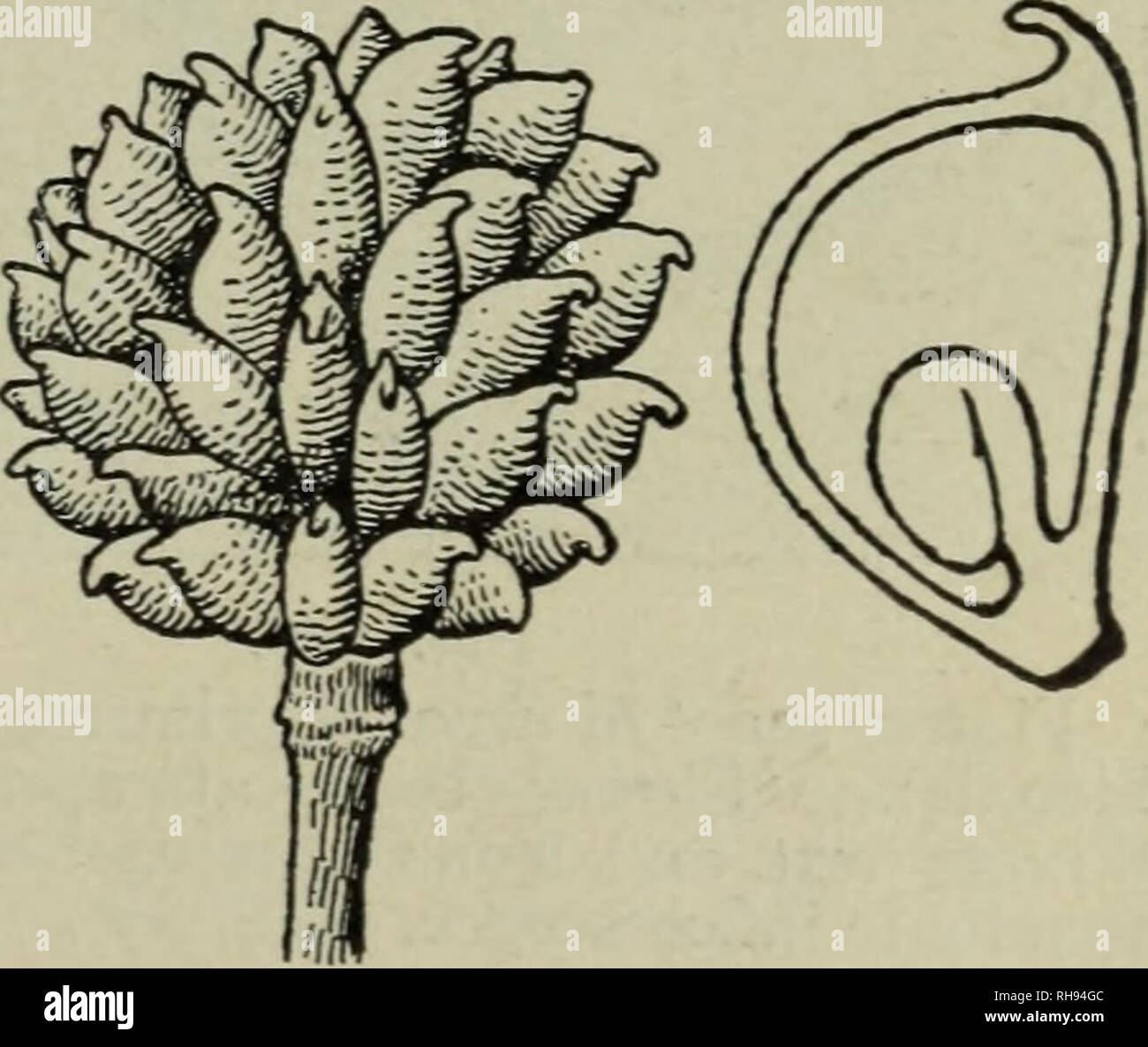 Distinct five petal structure hi-res stock photography and images - Alamy