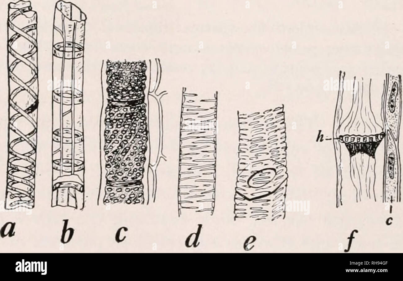 Xylem vessel hi-res stock photography and images - Alamy