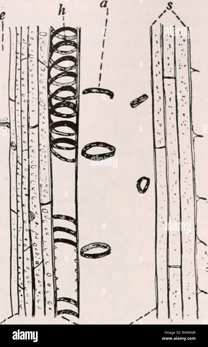 Xylem vessel hi-res stock photography and images - Alamy