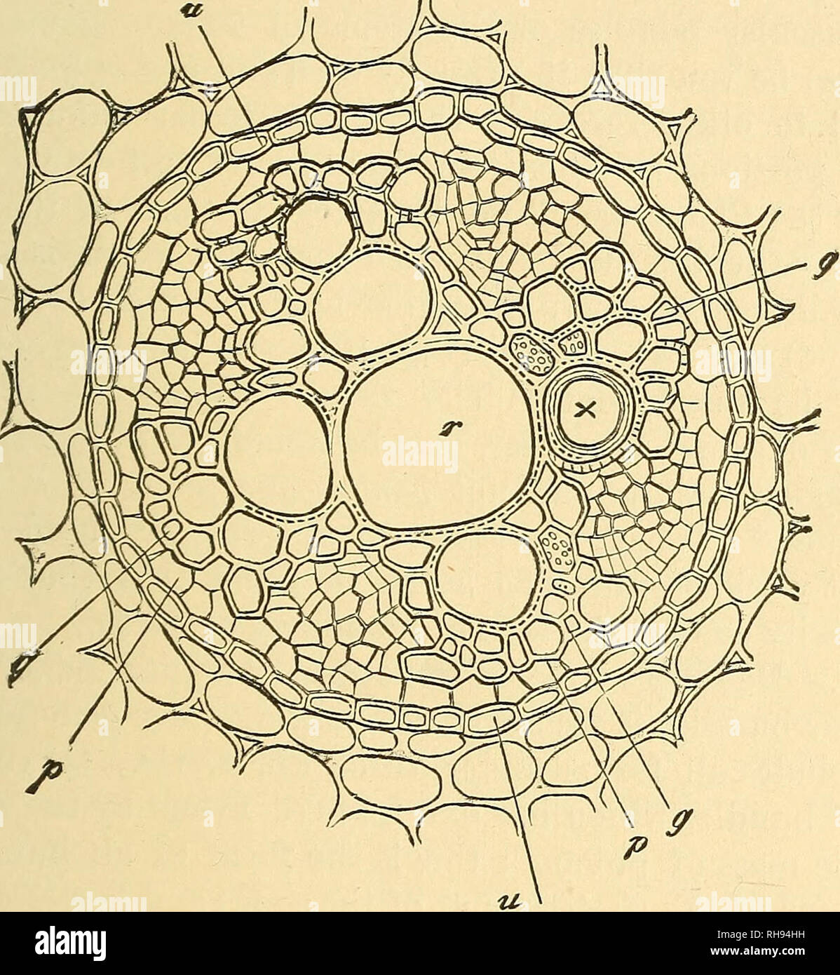 Vascular Bundle In Root