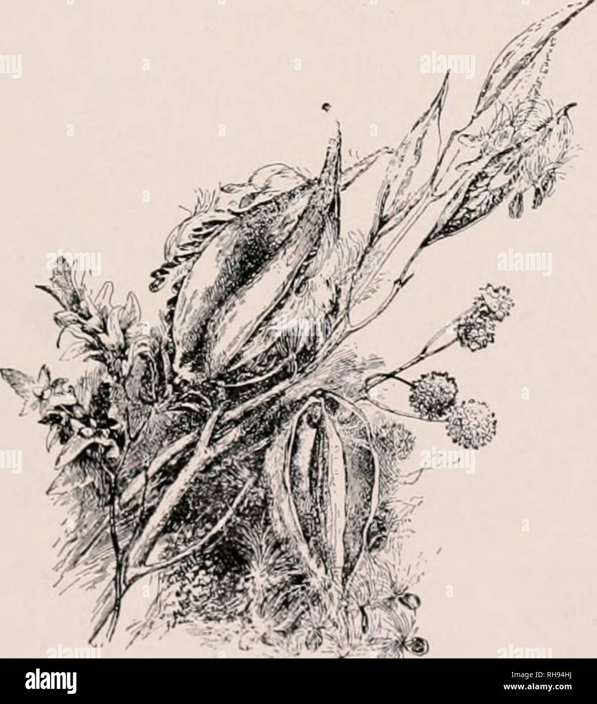 Pyxis forms hi-res stock photography and images - Alamy