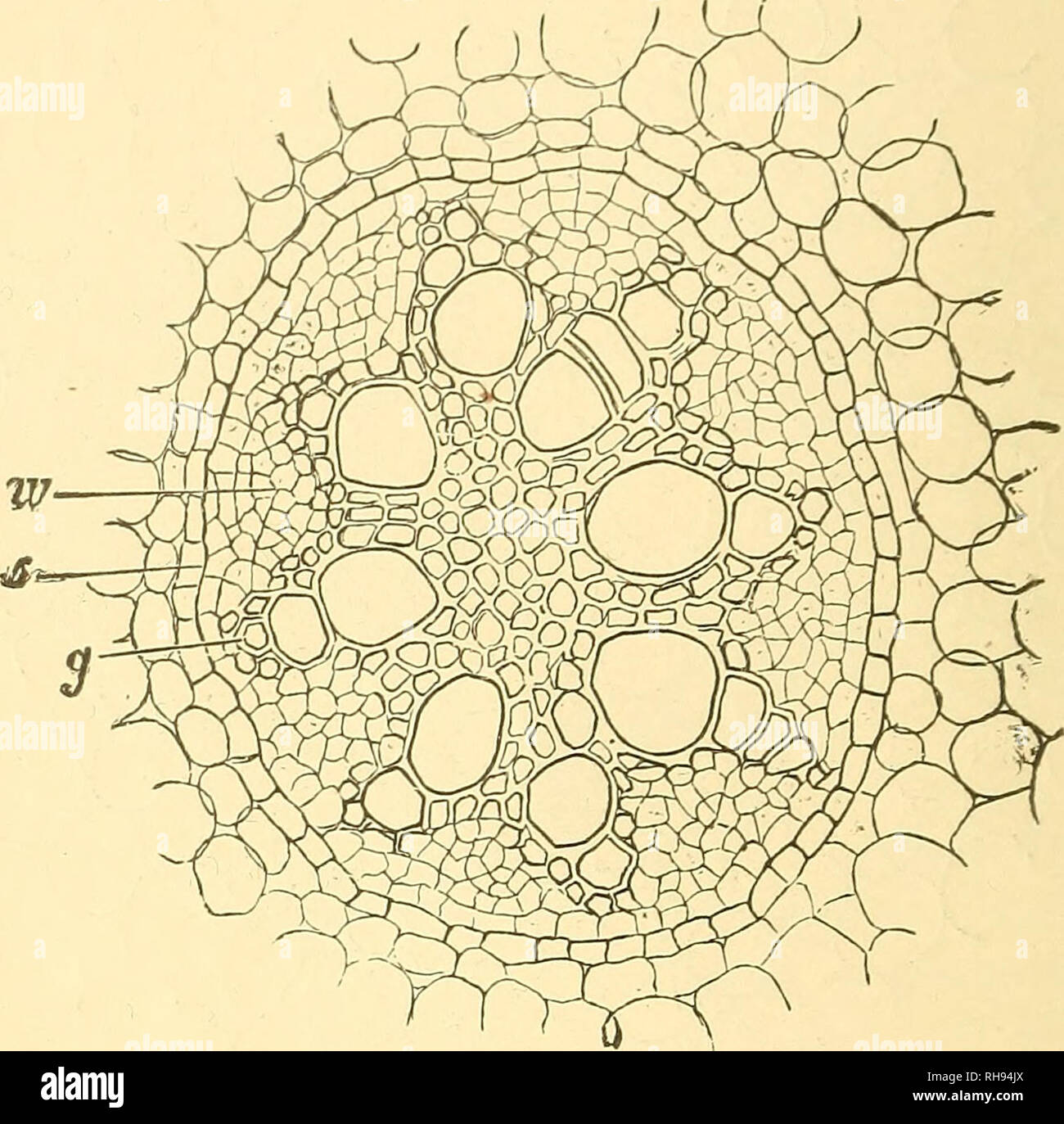. Botany for high schools and colleges. Botany. 116 BOTANY. {h, h', h ...