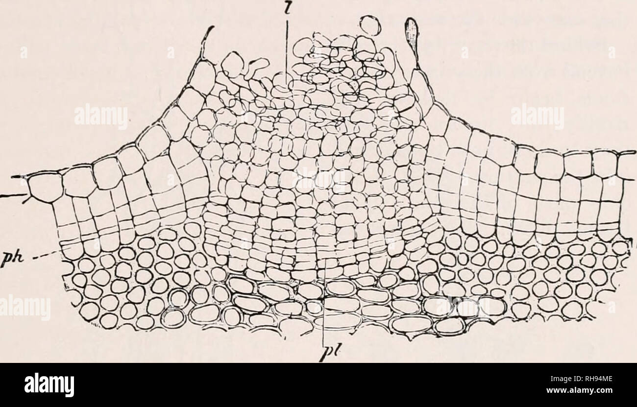 Lenticel structure hi-res stock photography and images - Alamy