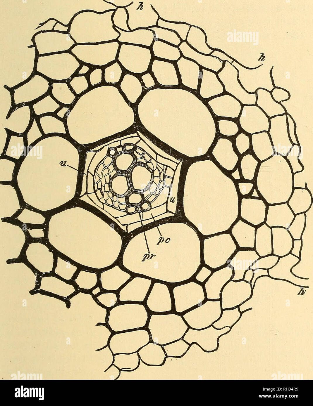 Cross section of a root system hi-res stock photography and images - Alamy