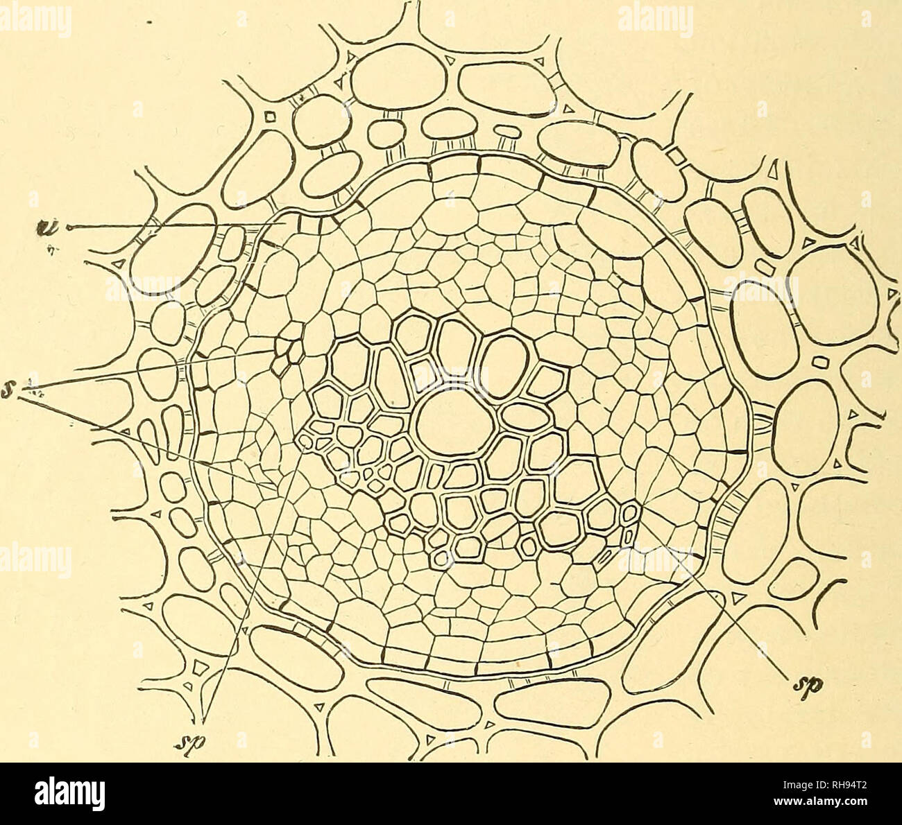 . Botany for high schools and colleges. Botany. 108 BOTANY. spiral ...