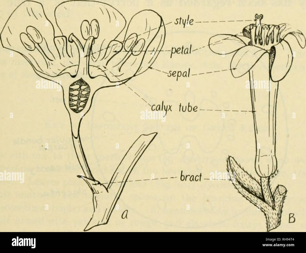 Golden book cases hi-res stock photography and images - Alamy