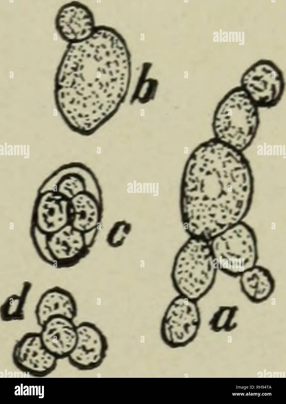 . Botany for high schools. Botany. WORK OF LEAVES: RESPIRATION large numbers of gas bubbles in ...