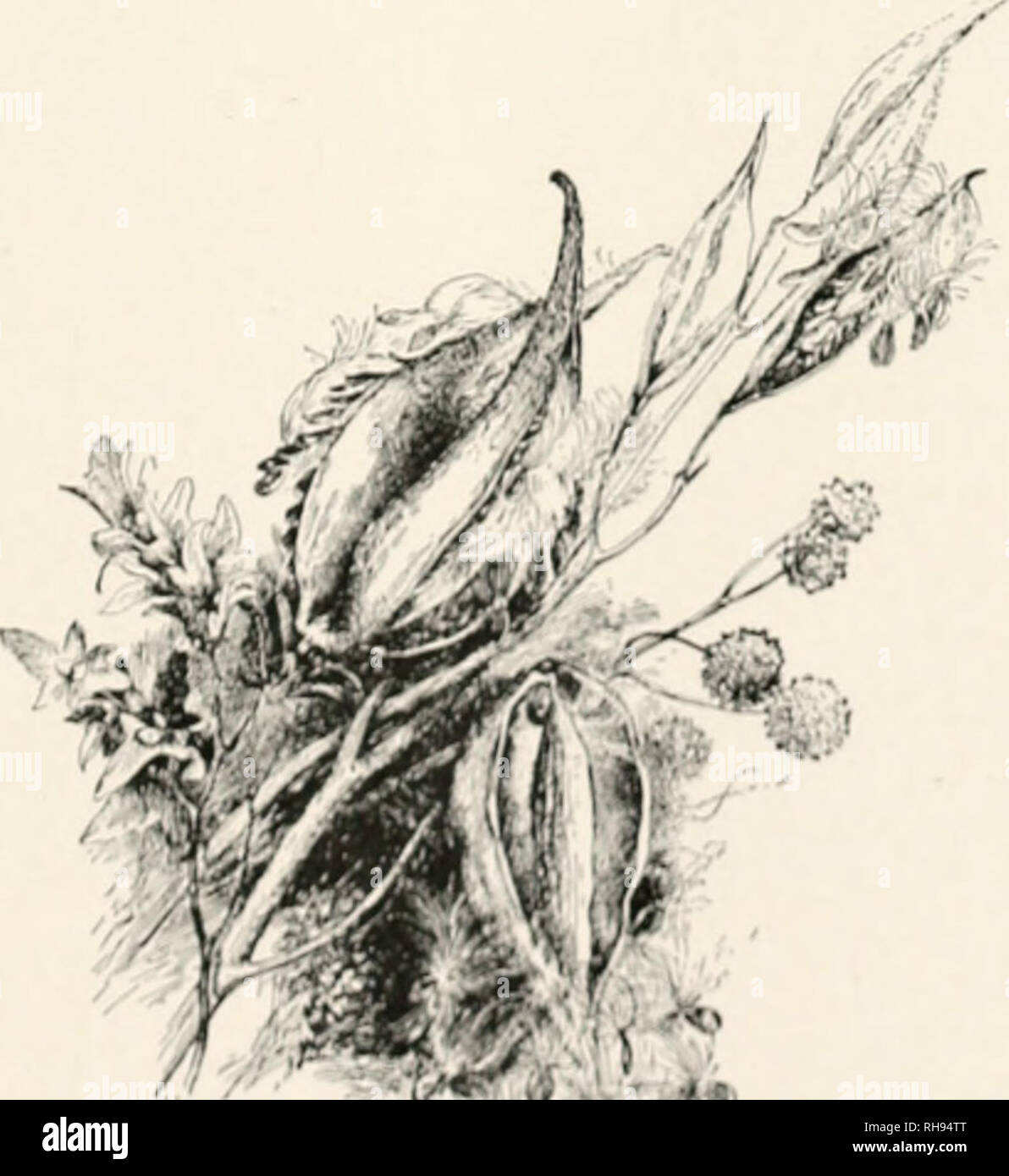 Pyxis forms hi-res stock photography and images - Alamy