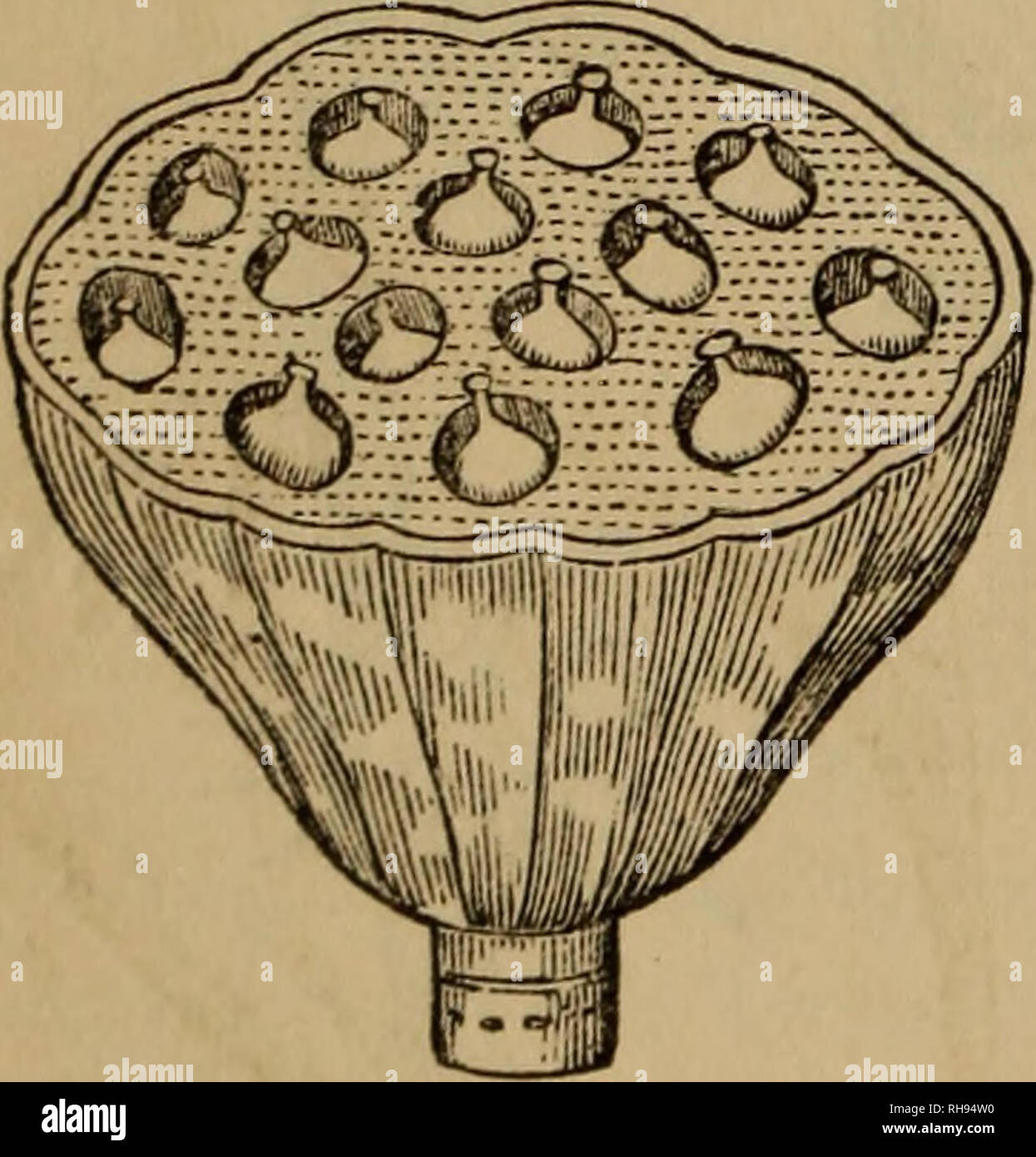 . Botany for young people and common schools. Botany. 120 POPULAR FLORA ...